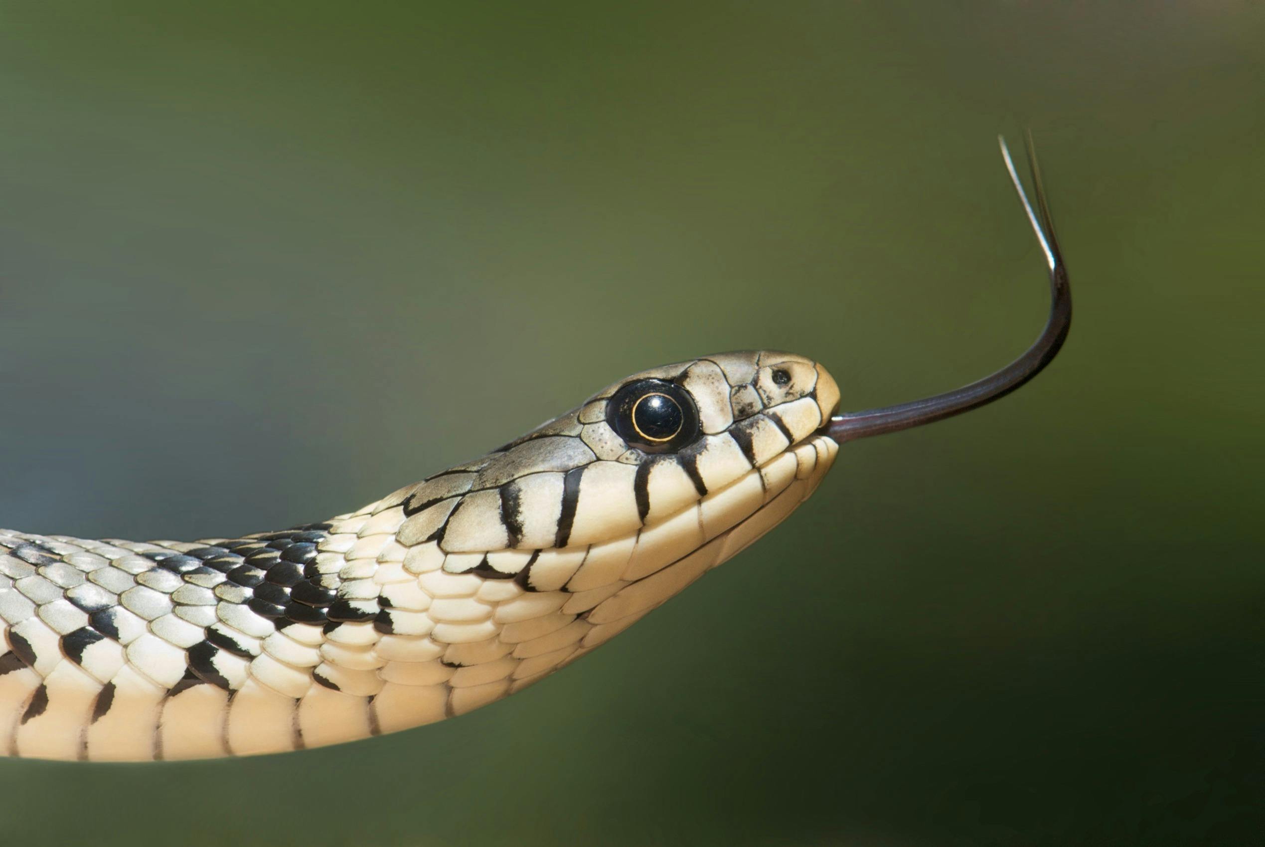 Do Snakes Hate Mothballs? The Truth About Snake Repellents ...